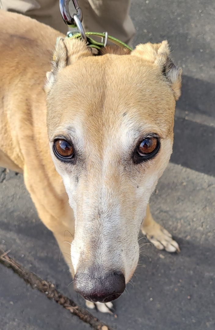 Dog for adoption - WW Cauterize - Pending, a Greyhound in Allentown, PA ...