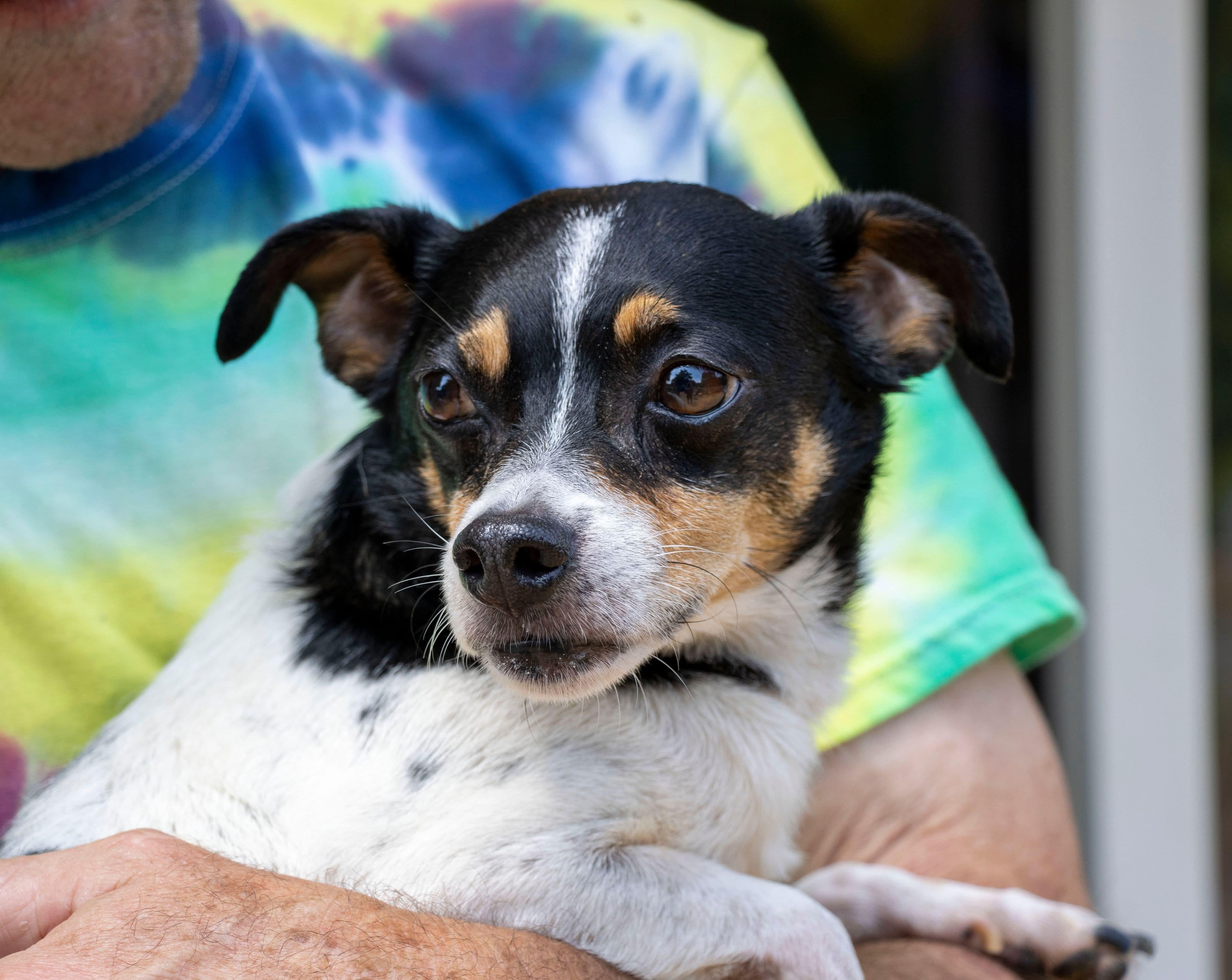 Dog for adoption - Bit Bit, a Terrier Mix in Argyle, NY | Petfinder