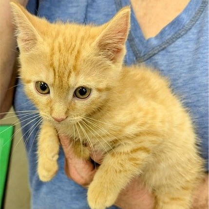 Cat for adoption - Foster Rufus, a Domestic Short Hair & Tiger Mix in ...