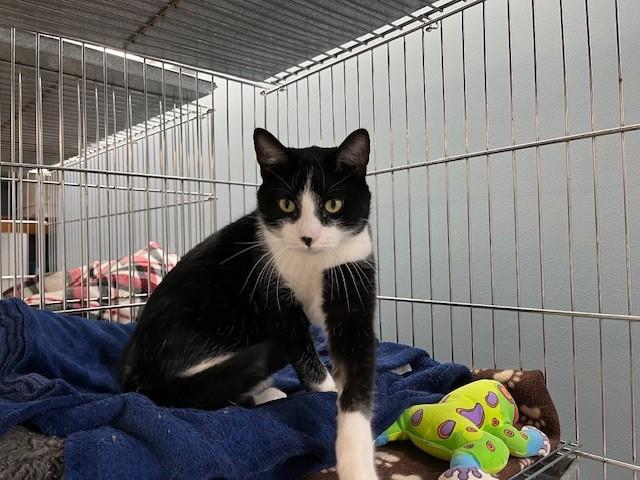 Cat for adoption - Frogger, a Domestic Short Hair in Grosse Ile, MI ...