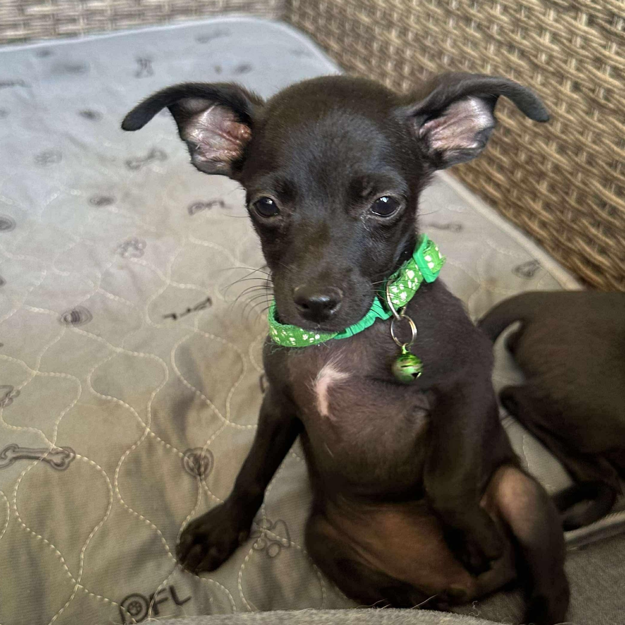 Dog for adoption - Lime, a Chihuahua Mix in Brattleboro, VT | Petfinder