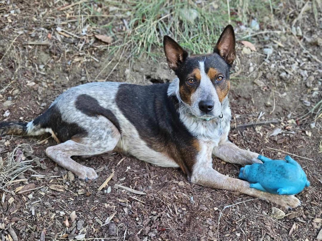 Dog for adoption - Boston, a Cattle Dog in Seattle, WA | Petfinder