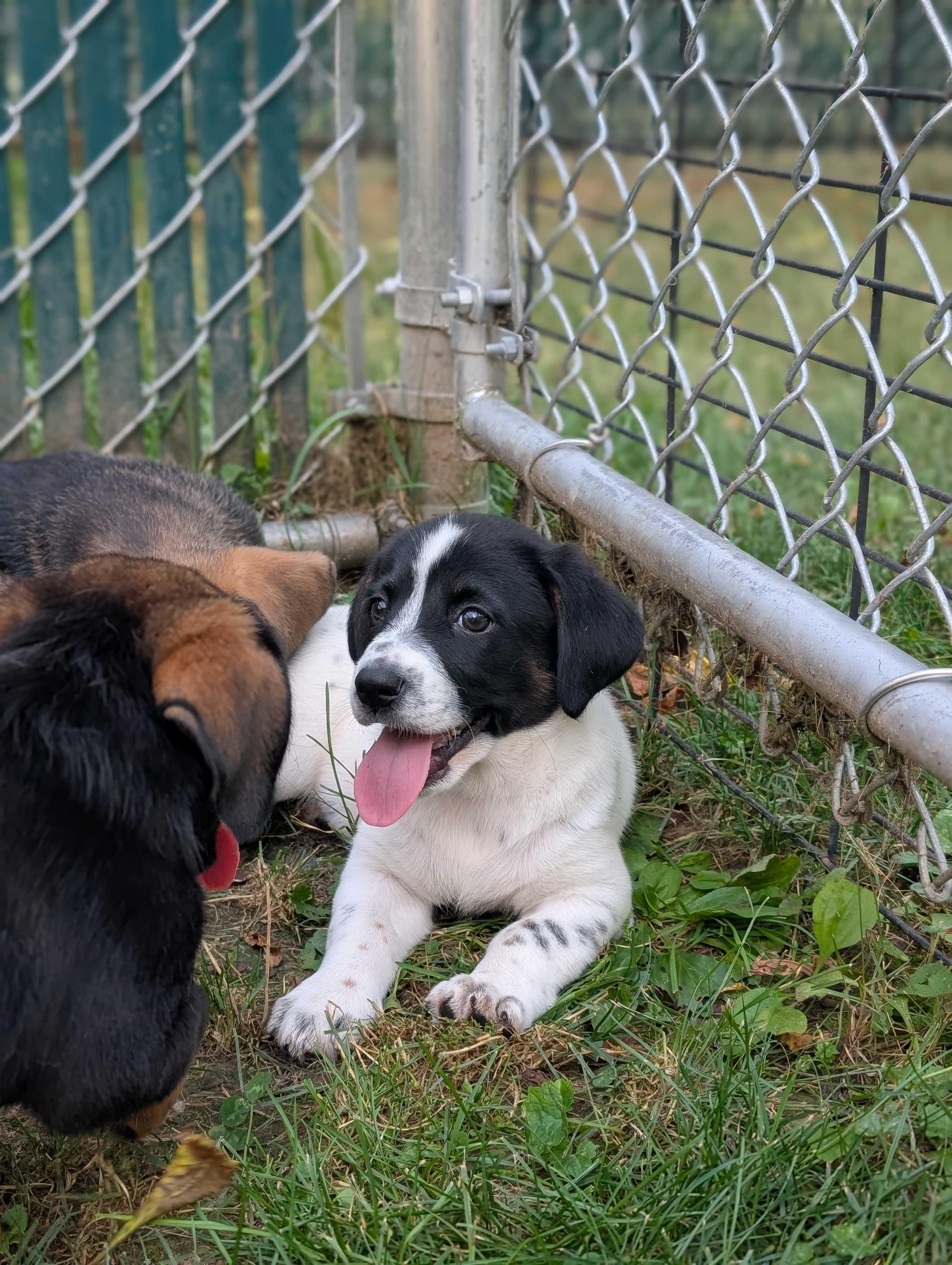 Dogs available for adoption at Father John's Animal House