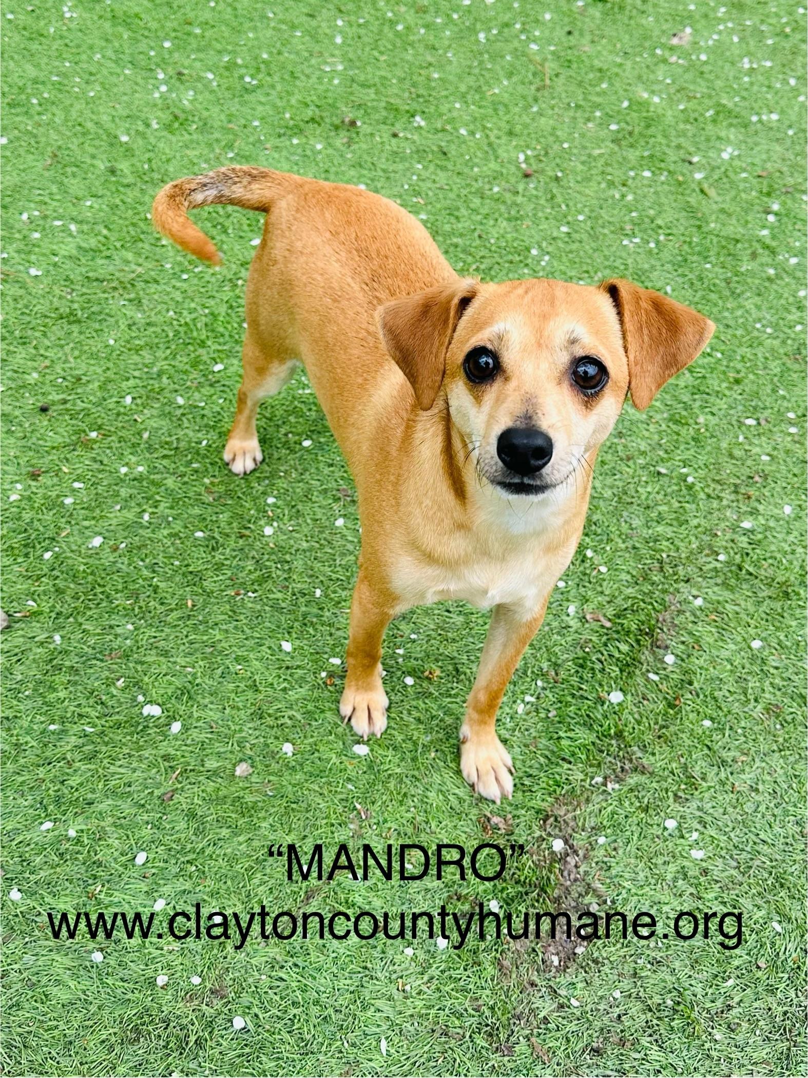 Dog for adoption - Mandro, a Chihuahua in Jonesboro, GA | Petfinder