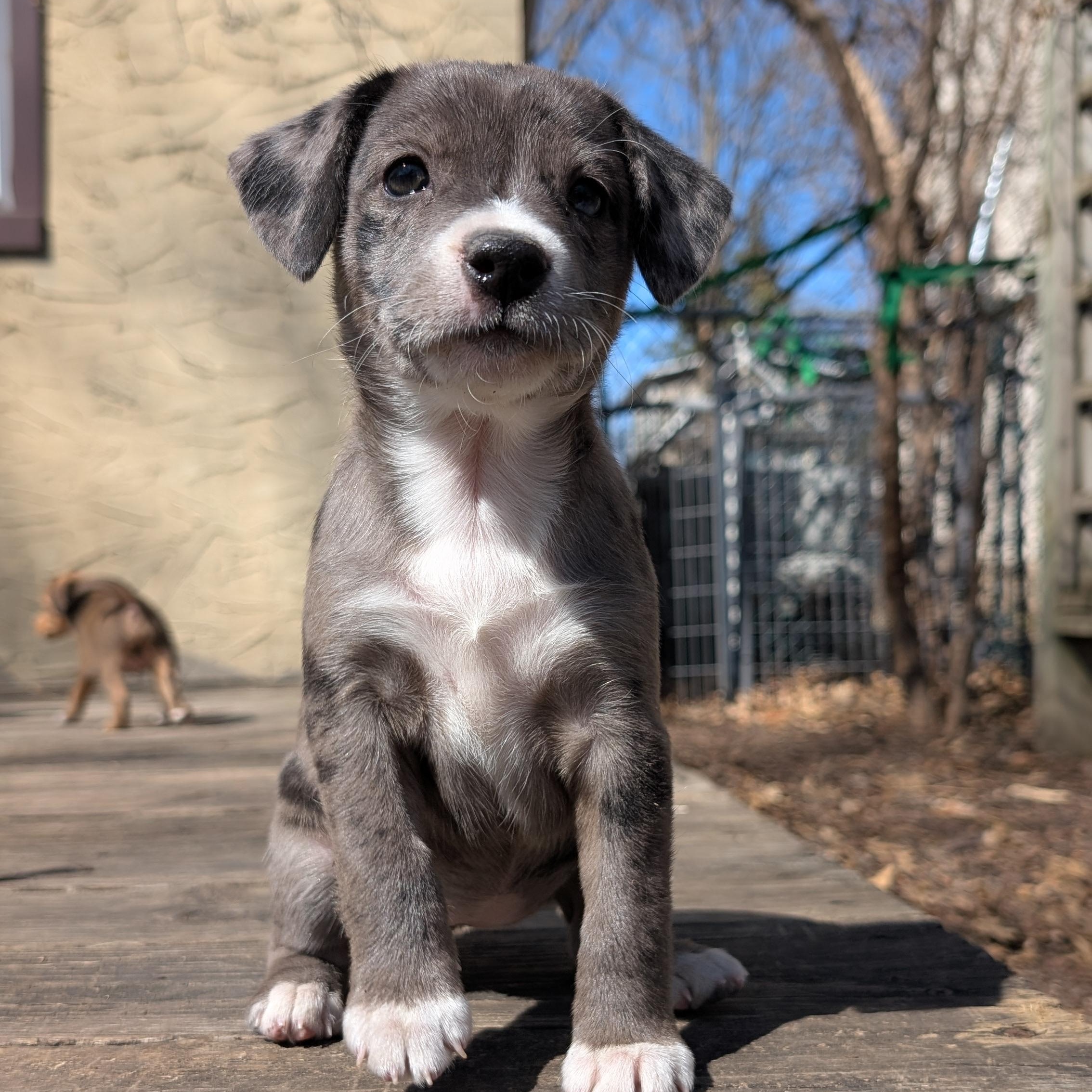 Dog for adoption - Mercedes, a Beagle & Catahoula Leopard Dog Mix in ...