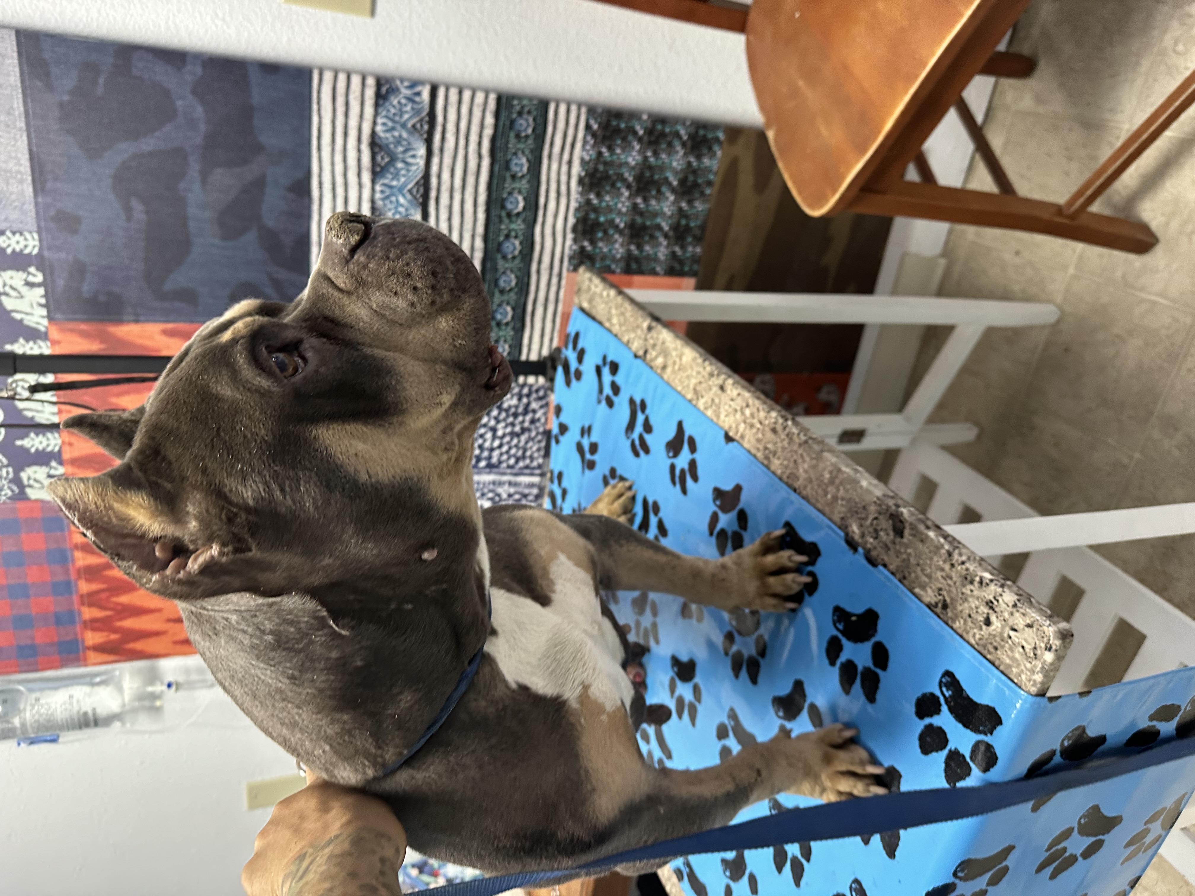 Dog for adoption - Emma-Terminal Foster, an American Staffordshire ...