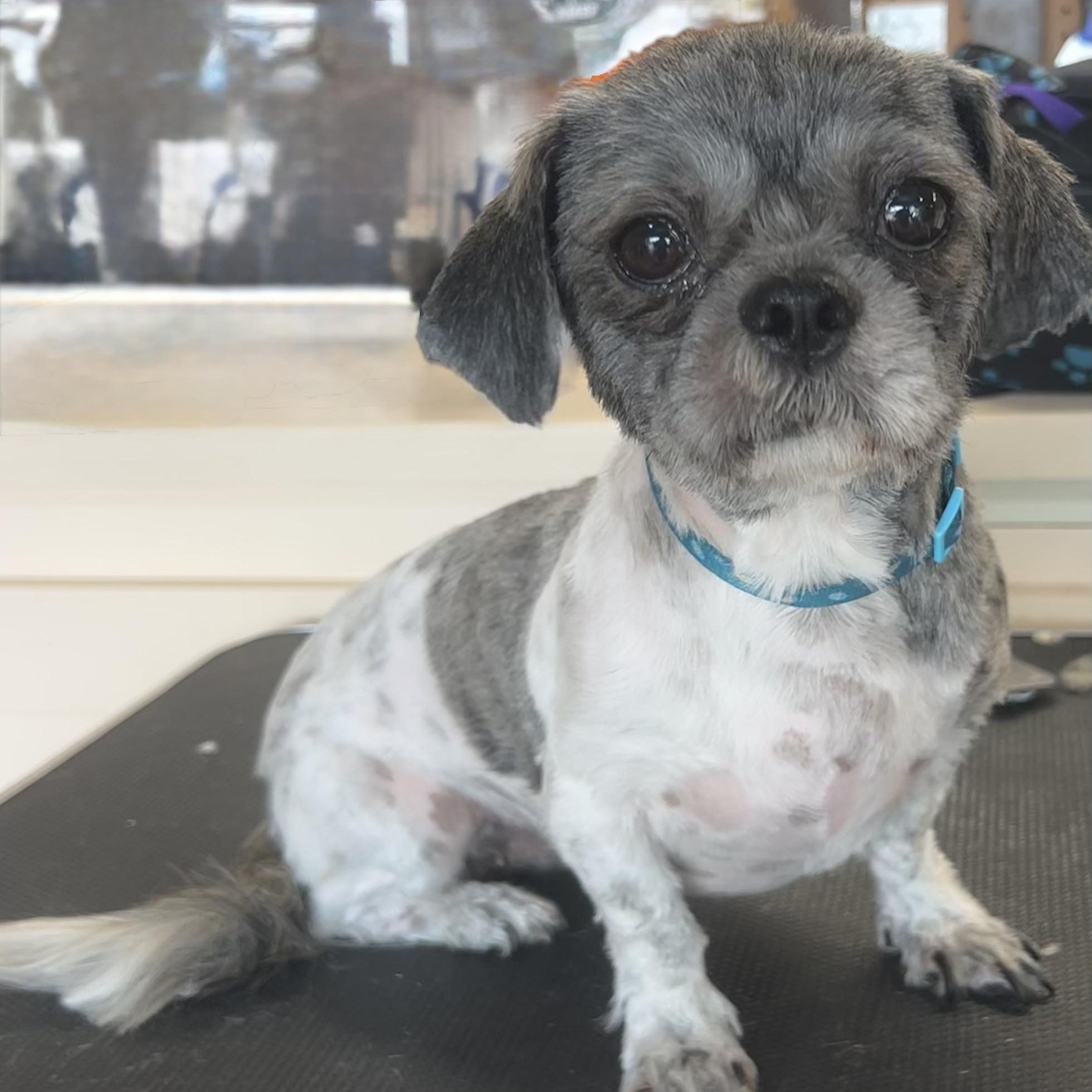 Dog for adoption - Elizabeth, a Shih Tzu in Cape Coral, FL | Petfinder