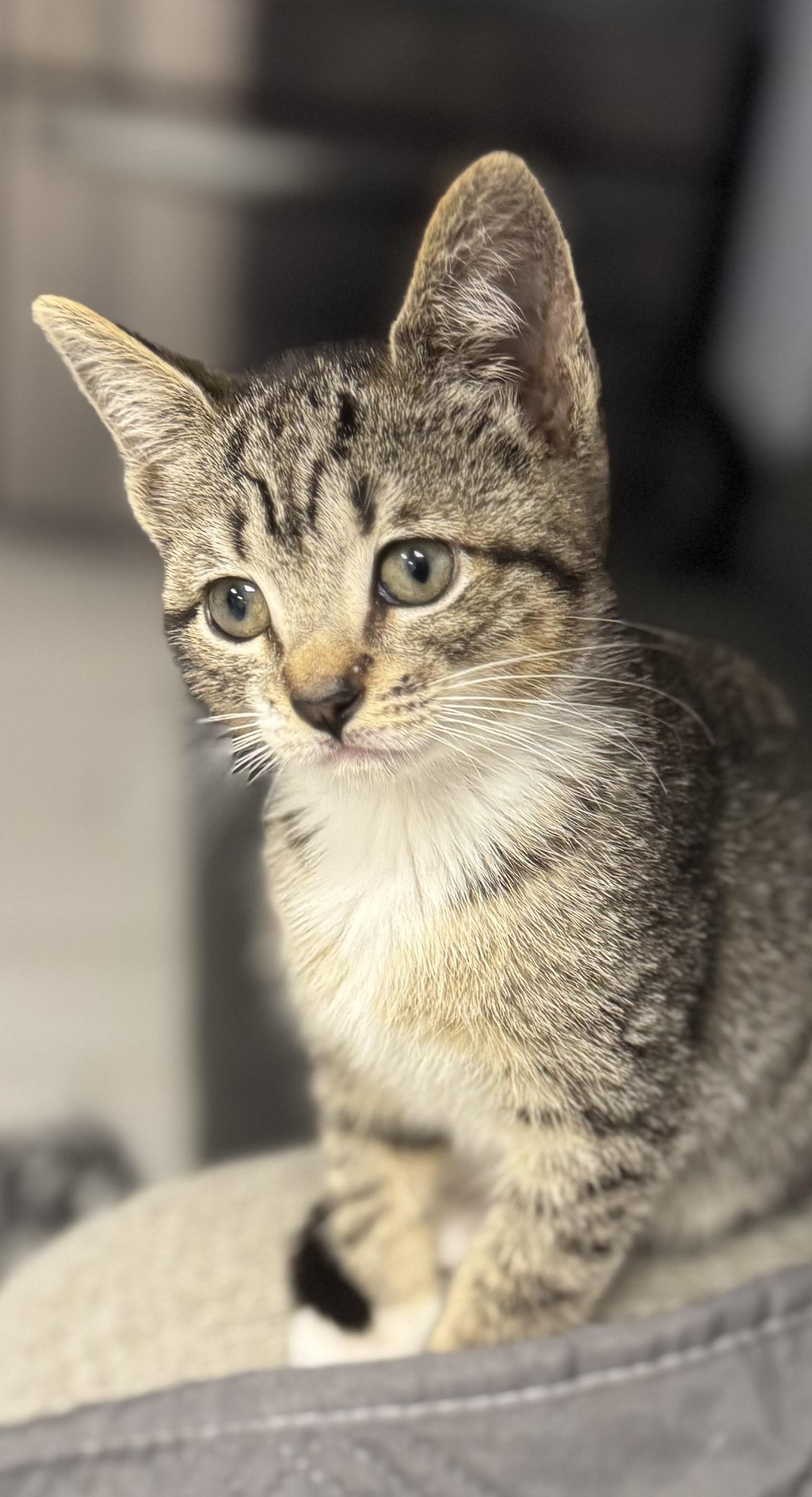 Cat for adoption - Midge, a Domestic Short Hair in Staten Island, NY ...