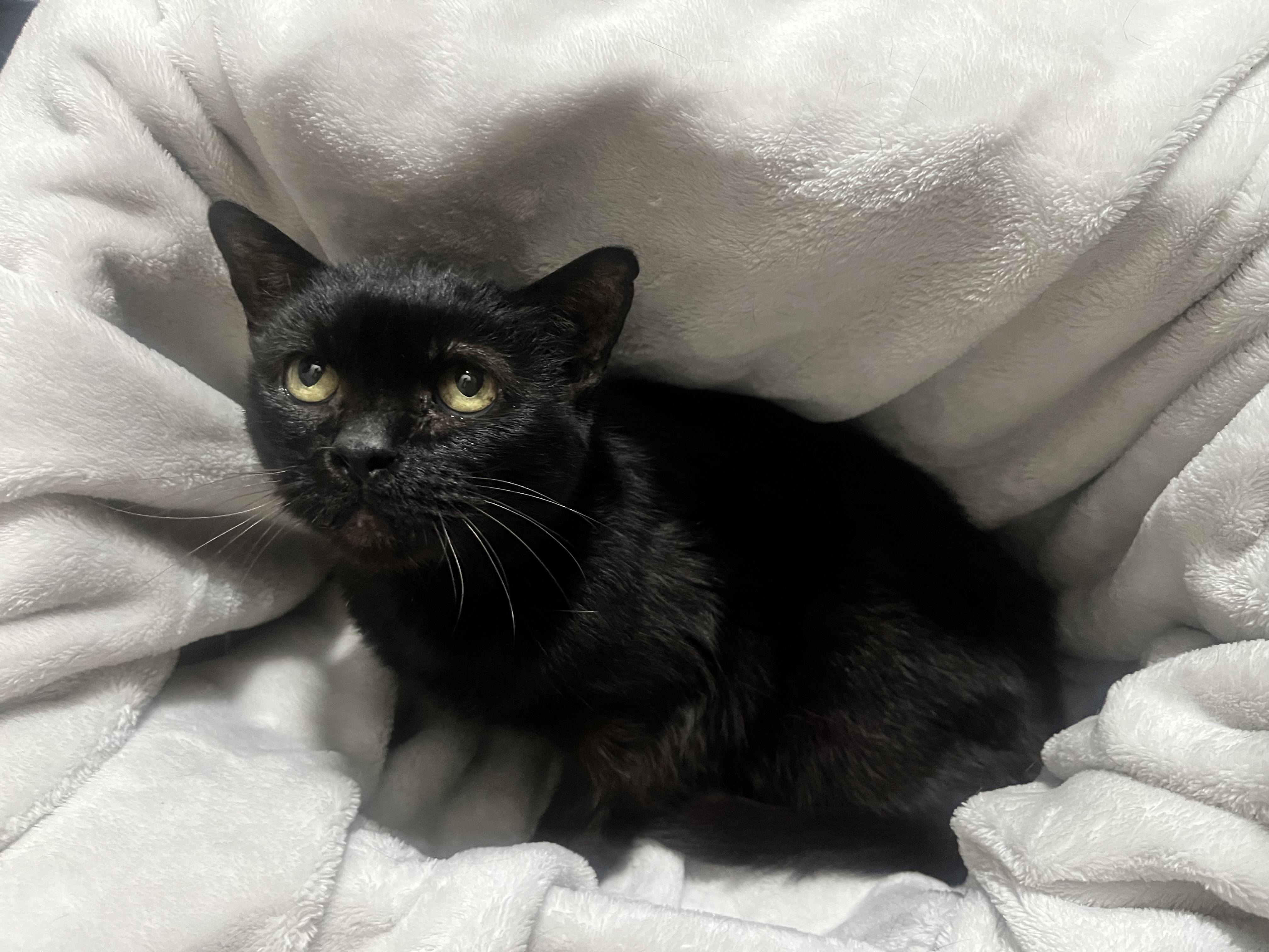 Nox - Adoptable Pet | Petfinder | Petfinder