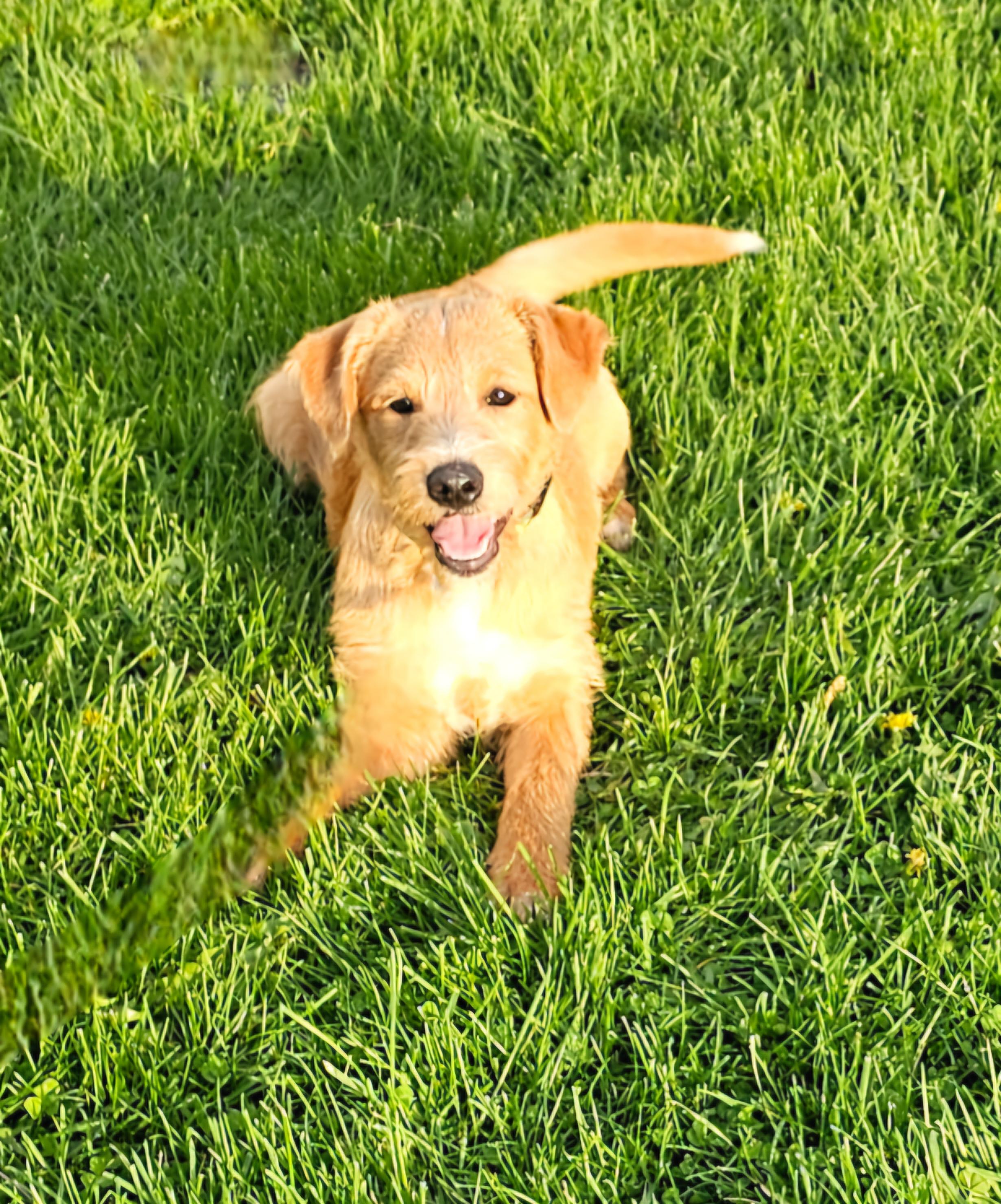 Dog for adoption - Ginger, a Labrador Retriever Mix in Arlington ...