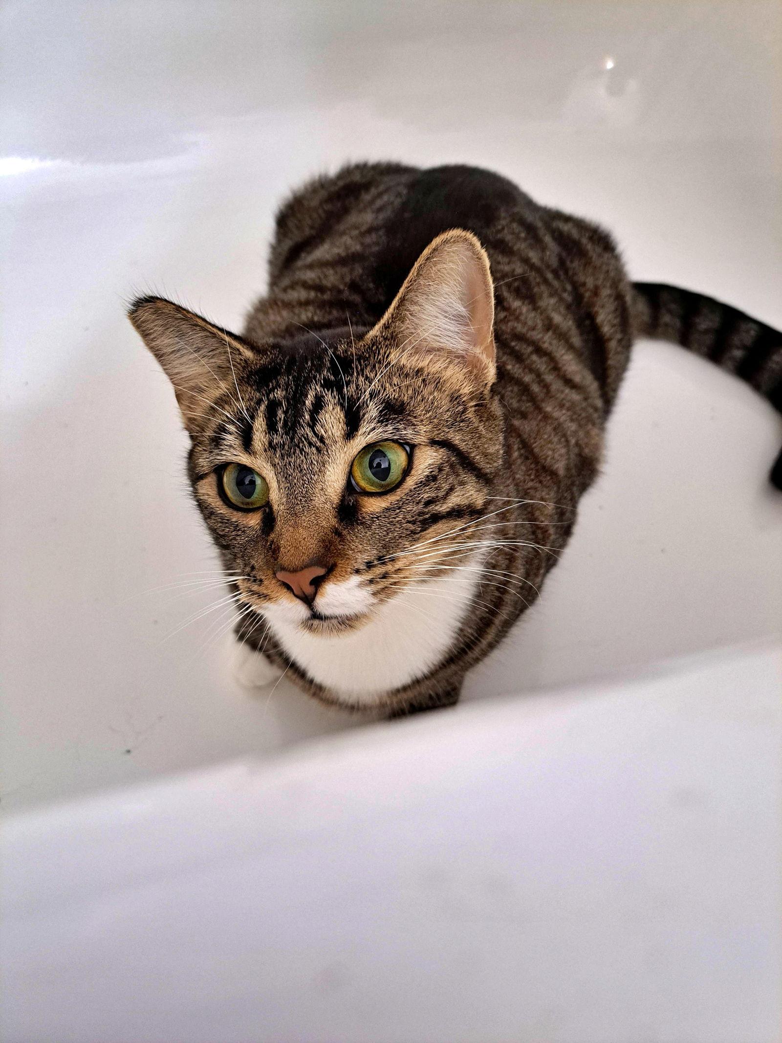 Dauntless Offered By thumbnail 2