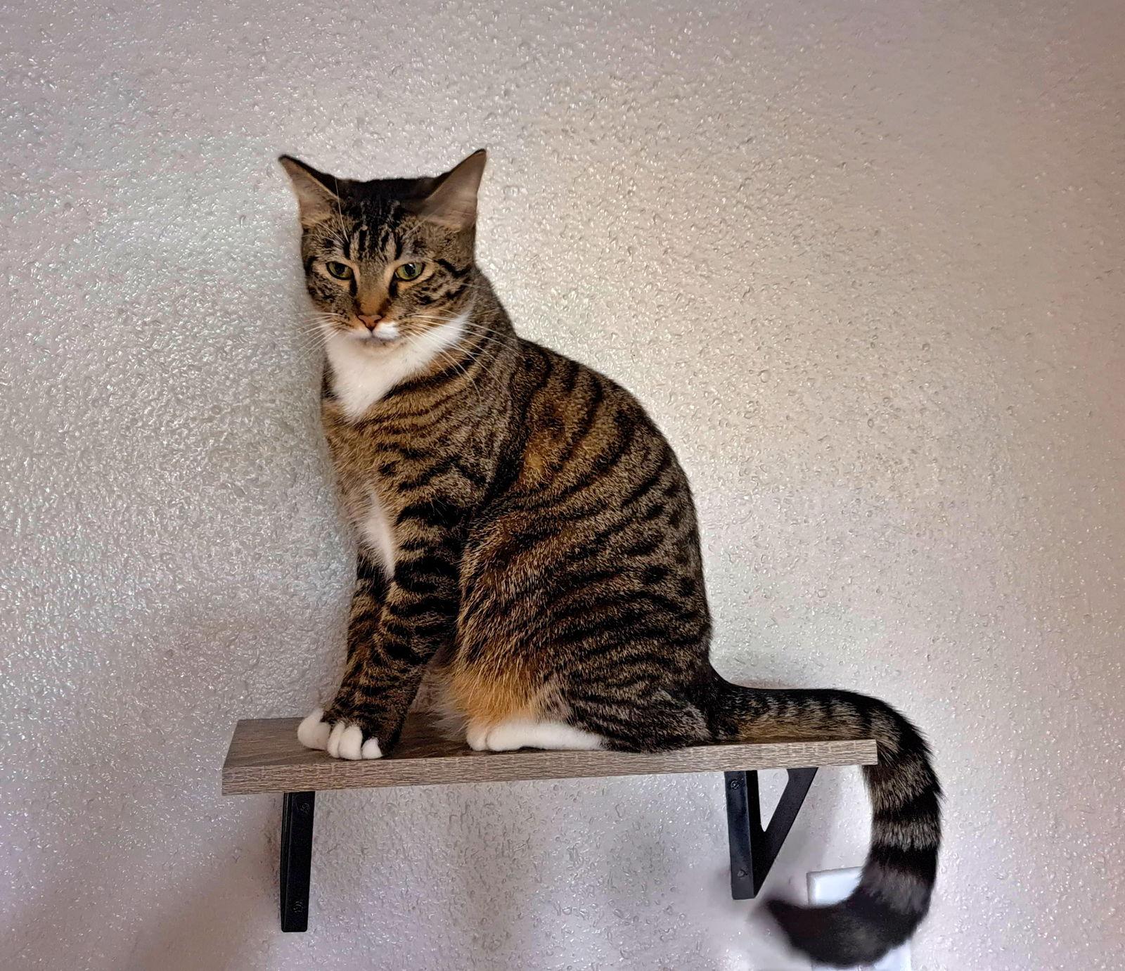 Dauntless Offered By thumbnail 3