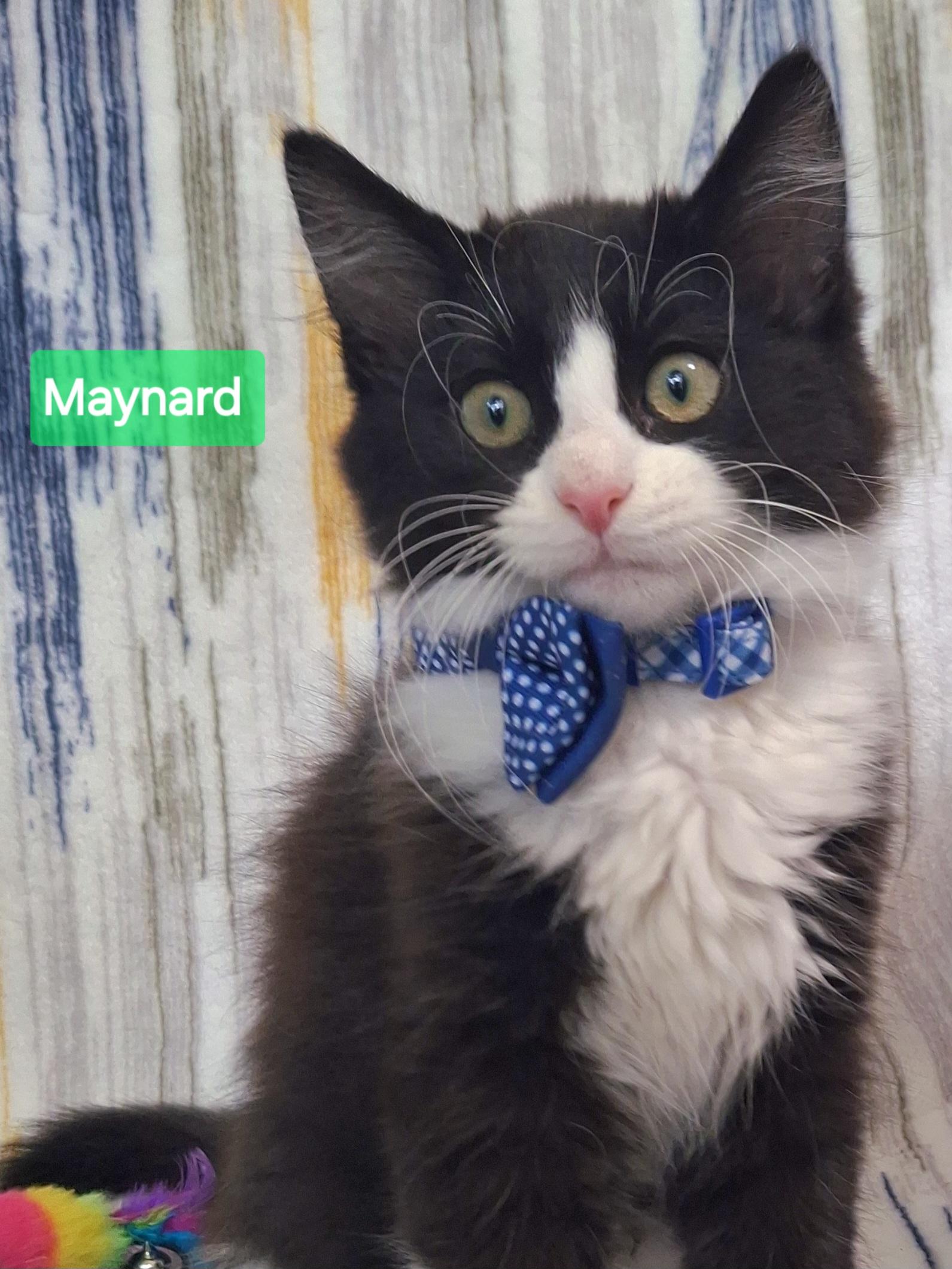 Cat for adoption - :::Maynard:::, a Domestic Long Hair & Maine Coon Mix ...