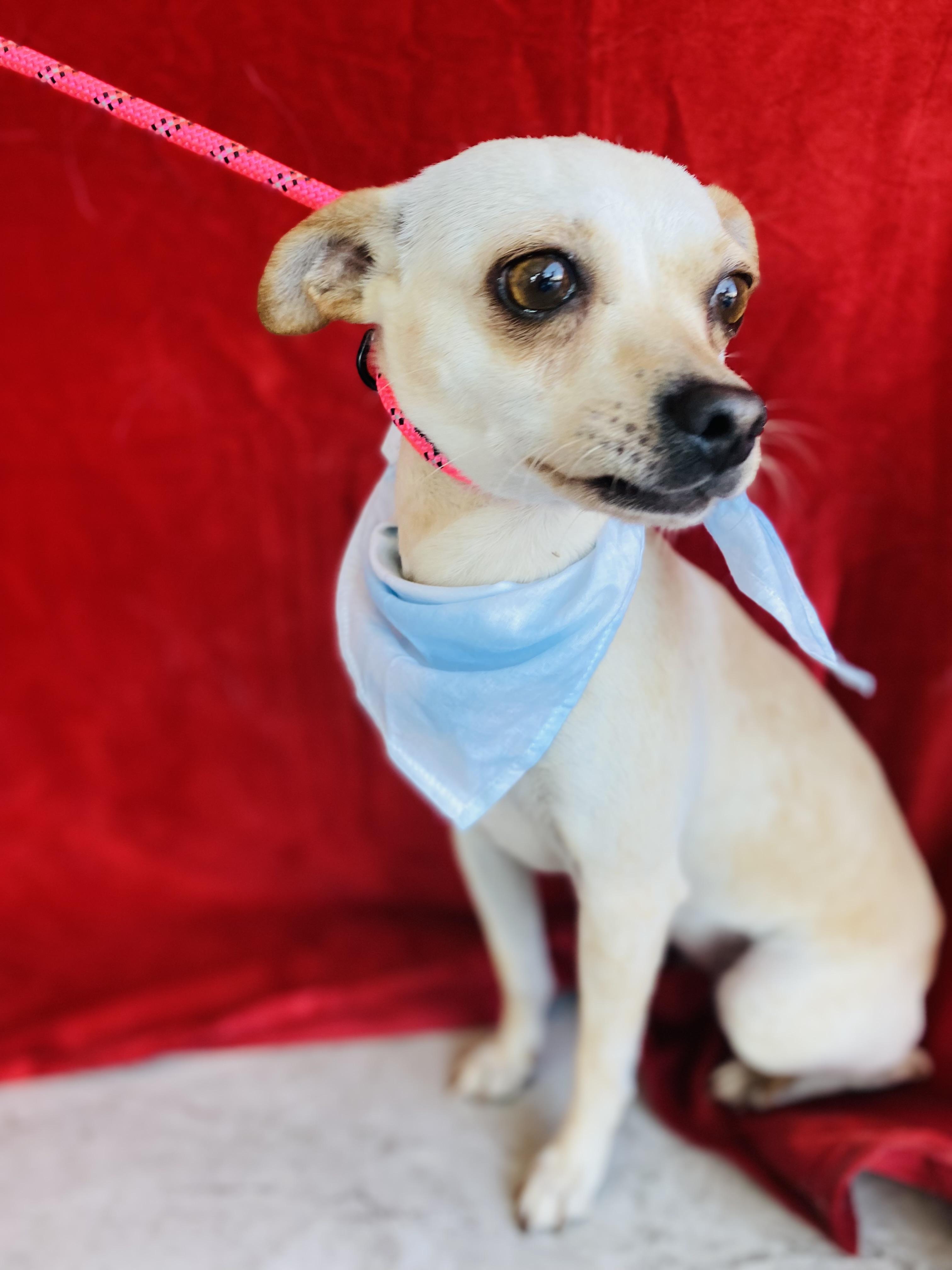 Dog for adoption - Naomi, a Chihuahua Mix in Manchester, NH | Petfinder