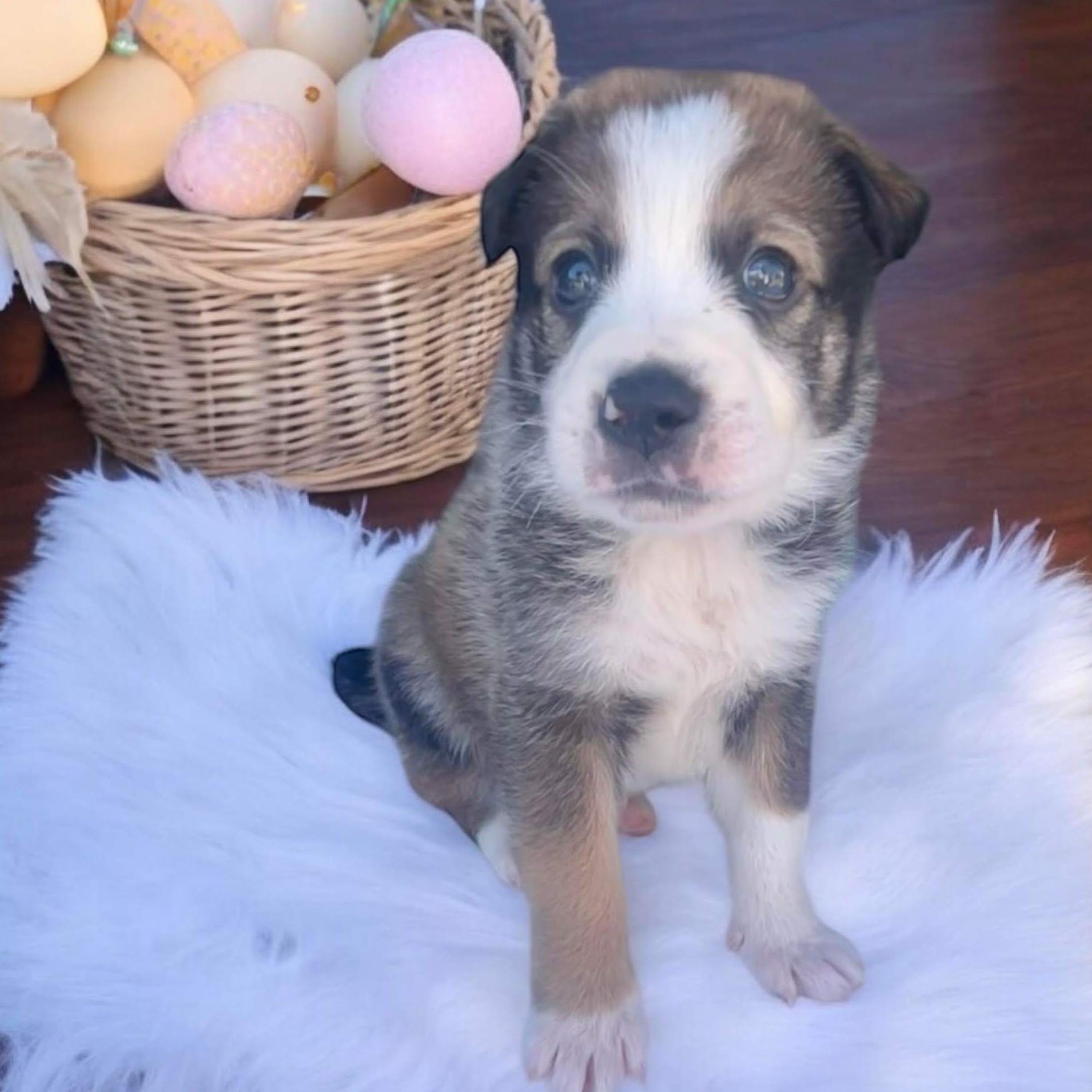 Dog for adoption - Waylon, an Australian Shepherd Mix in Nashville , TN | Petfinder