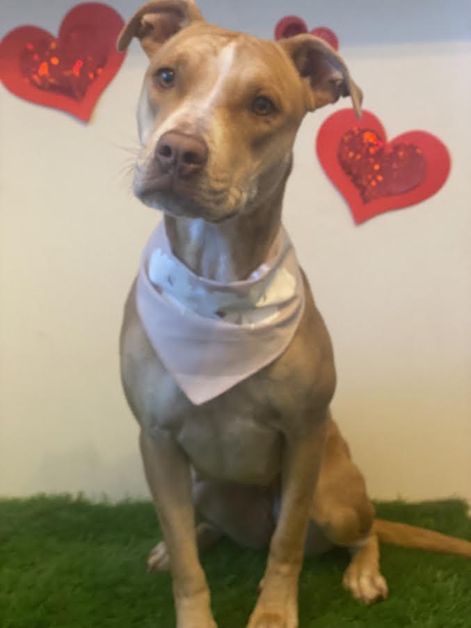 Dog for adoption - Aggie (Agnes), a Pit Bull Terrier & American Bully ...