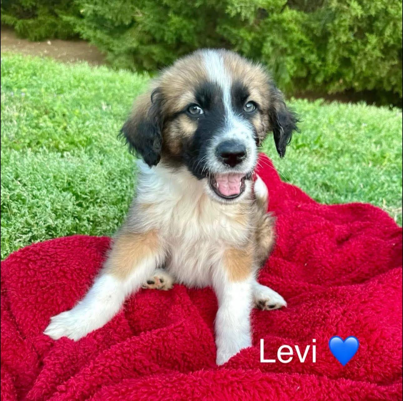 Dog for adoption - Levi, an Australian Shepherd Mix in Rockwall, TX ...