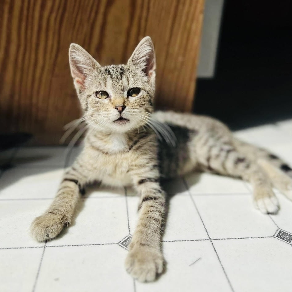 Cat for adoption - Jimin, a Domestic Short Hair in Joliet, IL | Petfinder