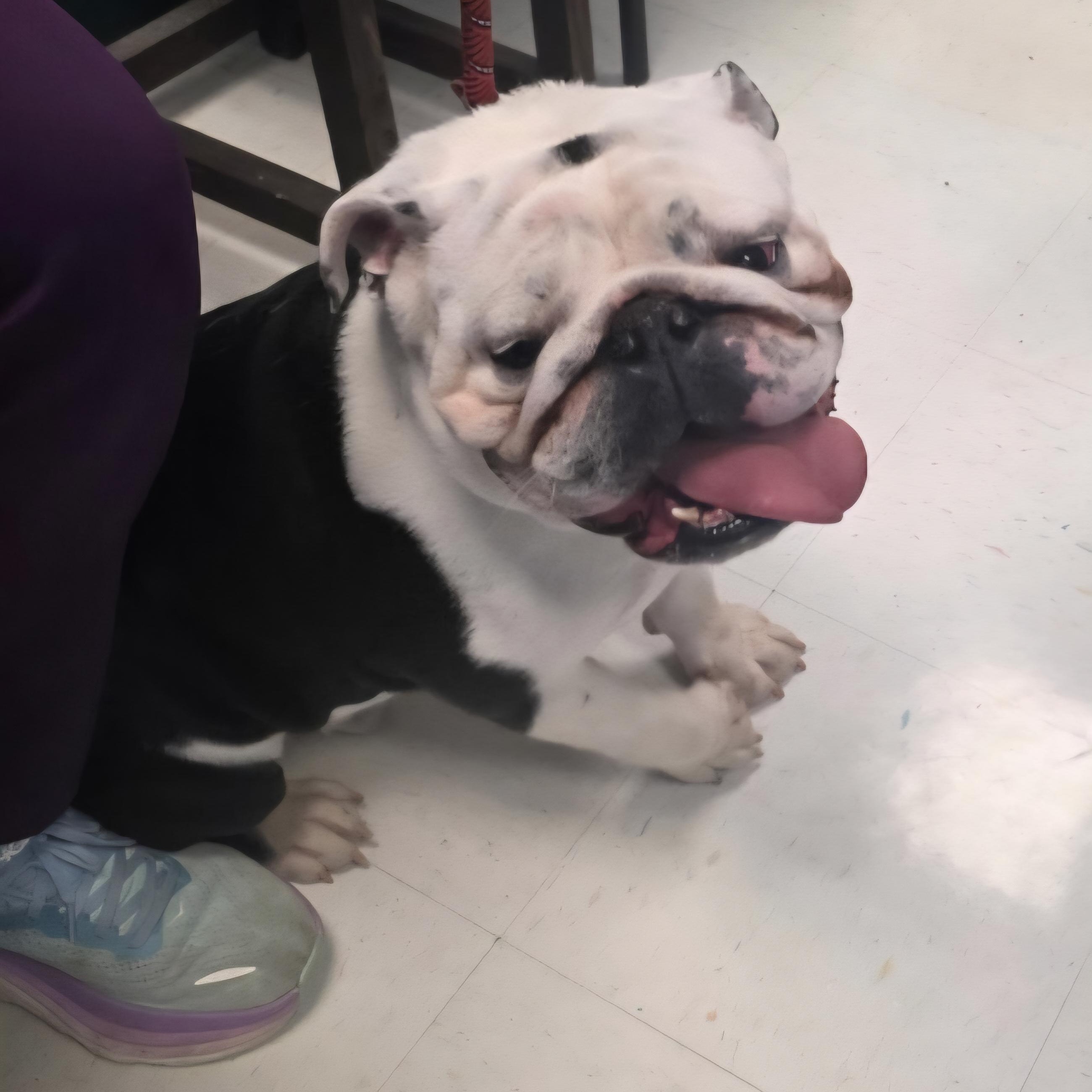 Dog for adoption - Rosco, an English Bulldog in Seattle, WA | Petfinder