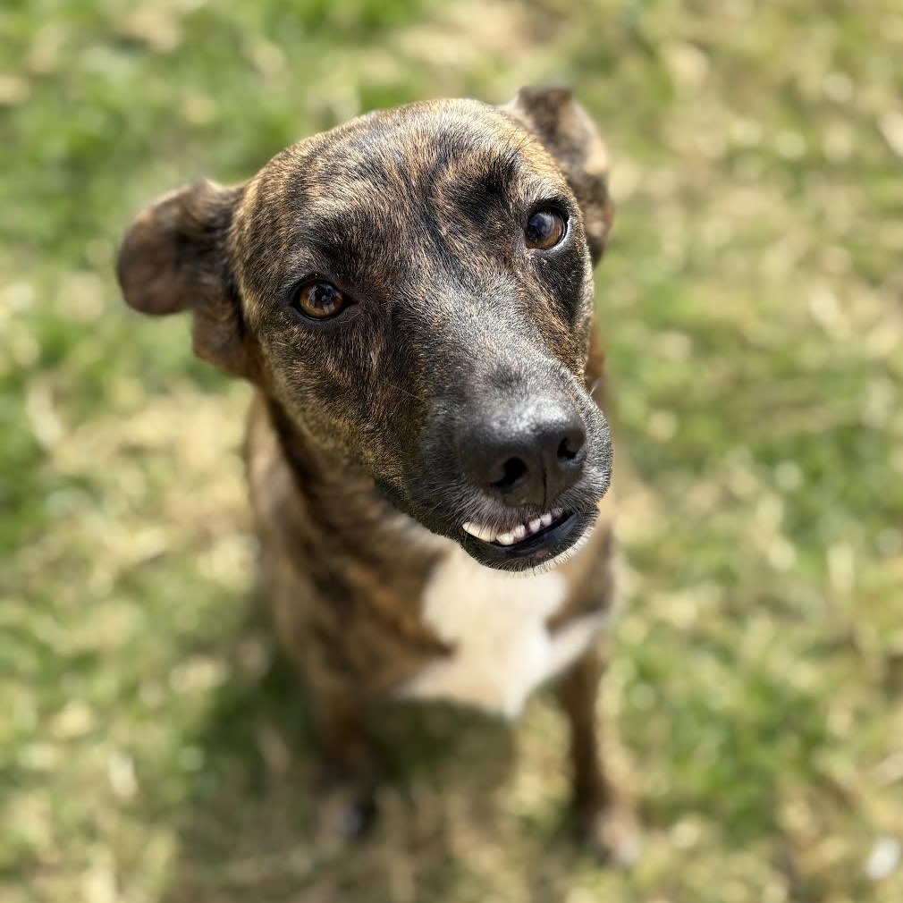 Dog for adoption - Cocoa, a Mountain Cur Mix in Bronx, NY | Petfinder