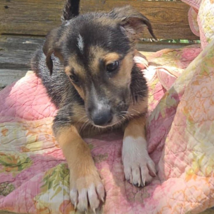 Dog for adoption - Poppy, a German Shepherd Dog & Labrador Retriever ...