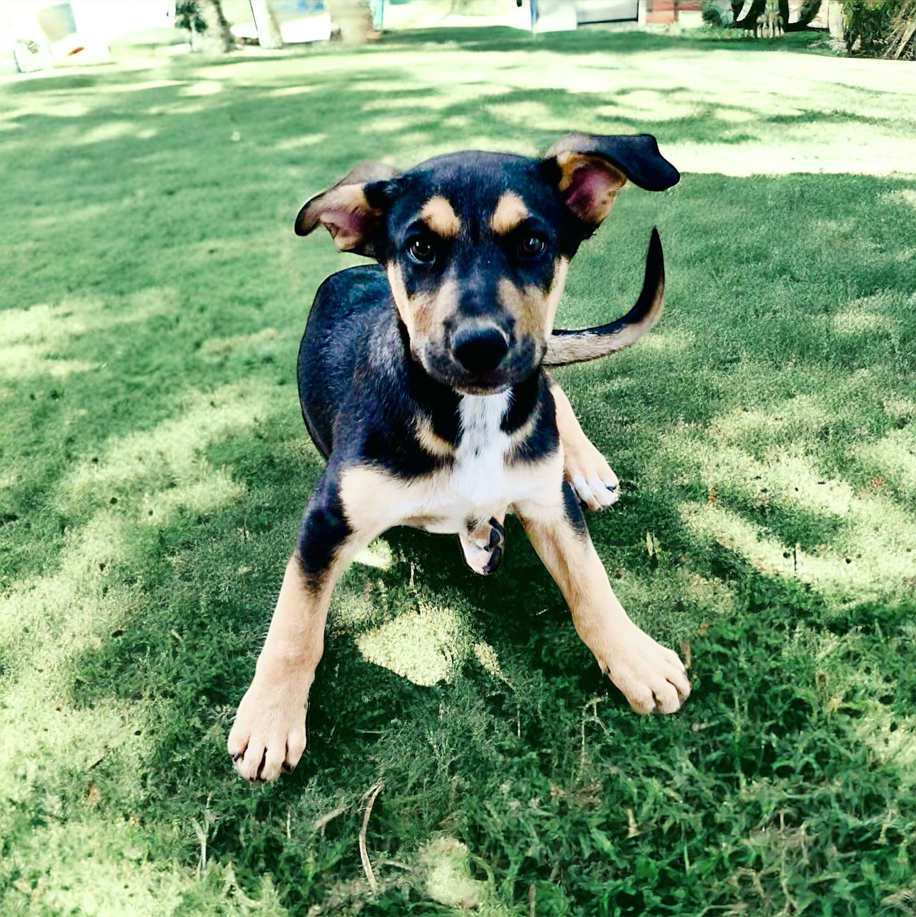 Dog for adoption - Taco, a German Shepherd Dog & Husky Mix in ...