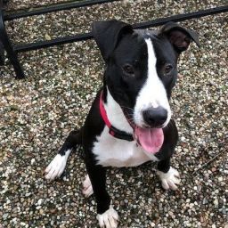 Dog for adoption - Bocephus, a Border Collie & Staffordshire Bull ...