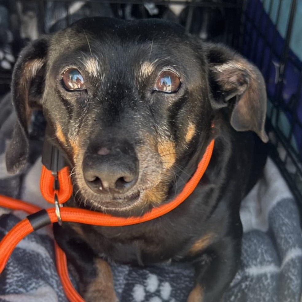 Dog for adoption - Atilla (aka Tilla), a Dachshund in Marana, AZ ...