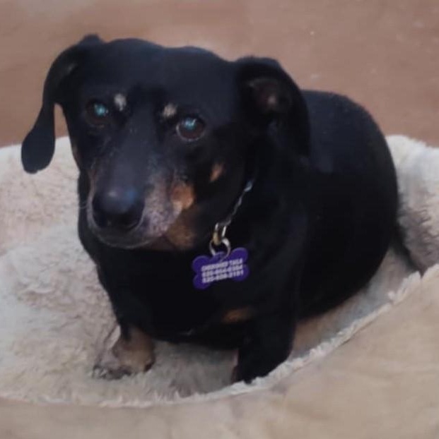 Dog for adoption - Atilla (aka Tilla), a Dachshund in Marana, AZ ...
