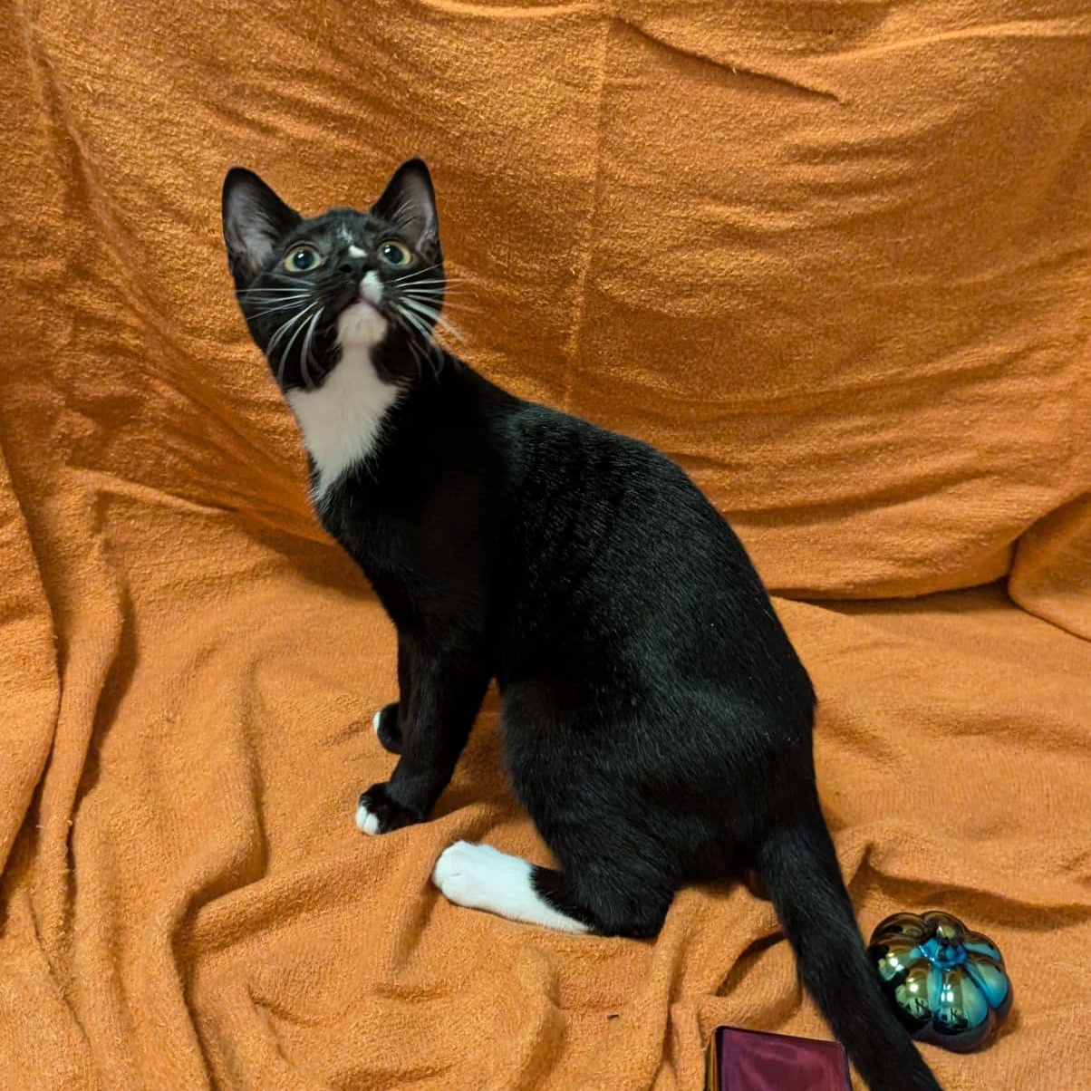 Cat for adoption - Java (Tiff-fostered in New England), a Tuxedo ...