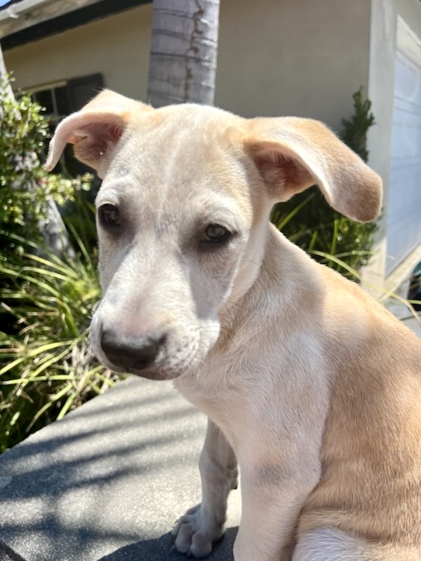 Dog for adoption - Tora, a Border Collie & Labrador Retriever Mix in ...