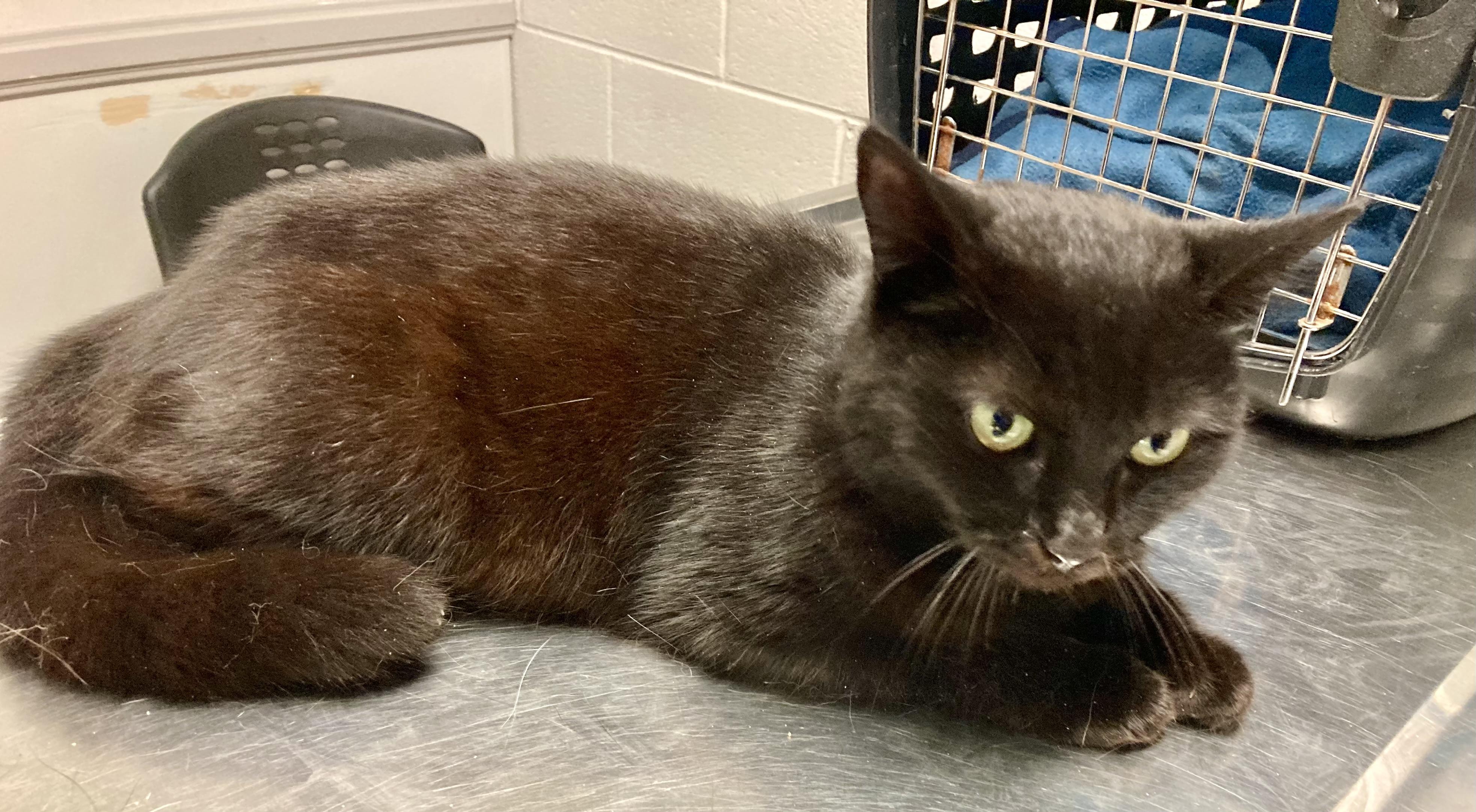 Cat for adoption - LUCKY, a Domestic Short Hair in Louisa, KY | Petfinder