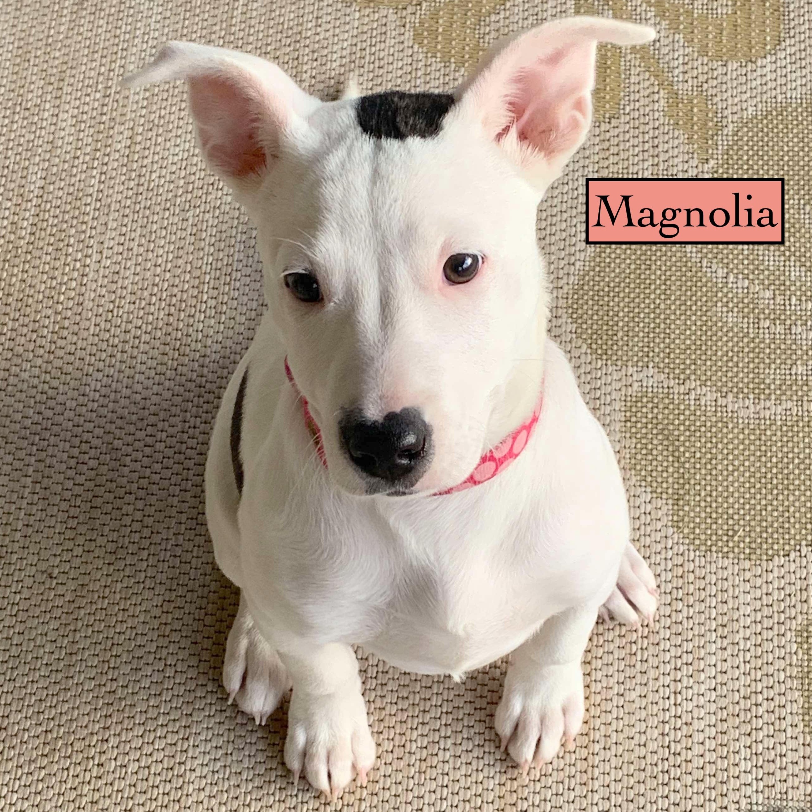 Dog for adoption - Magnolia, a Terrier Mix in Springfield, OR | Petfinder