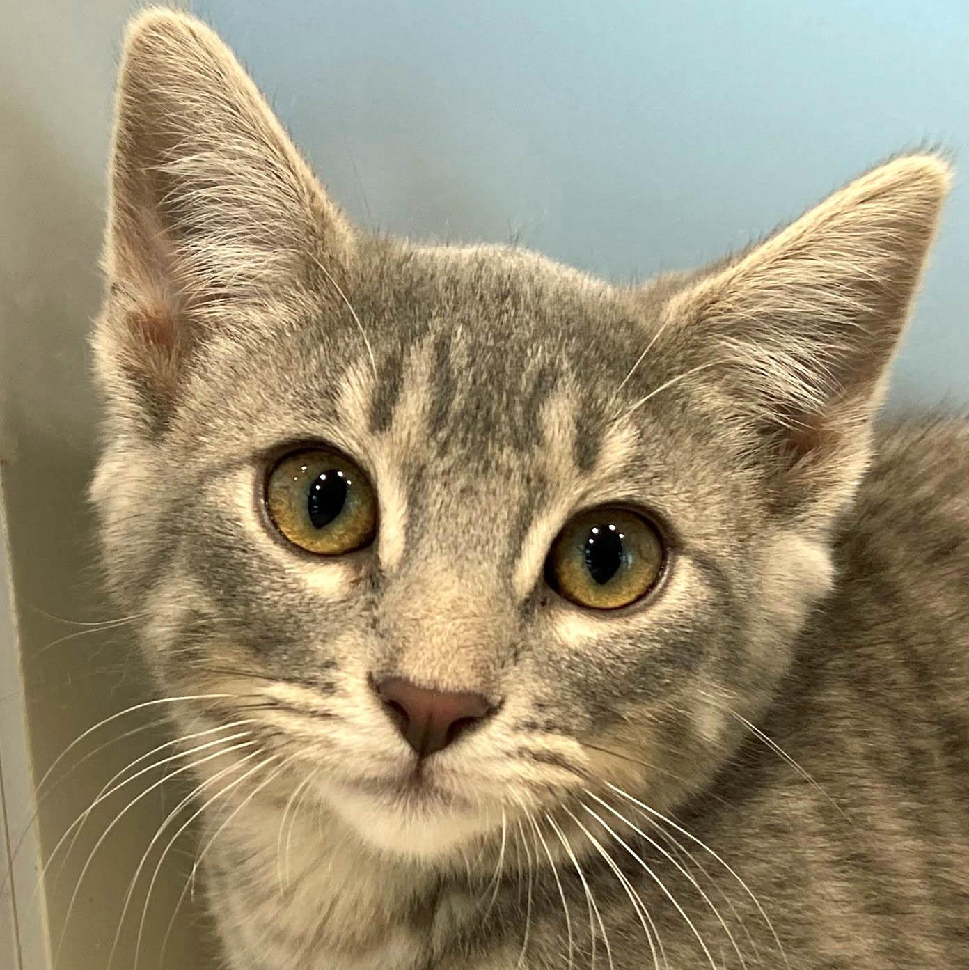 Cat for adoption - Lucidia, a Domestic Short Hair in Clovis, CA | Petfinder