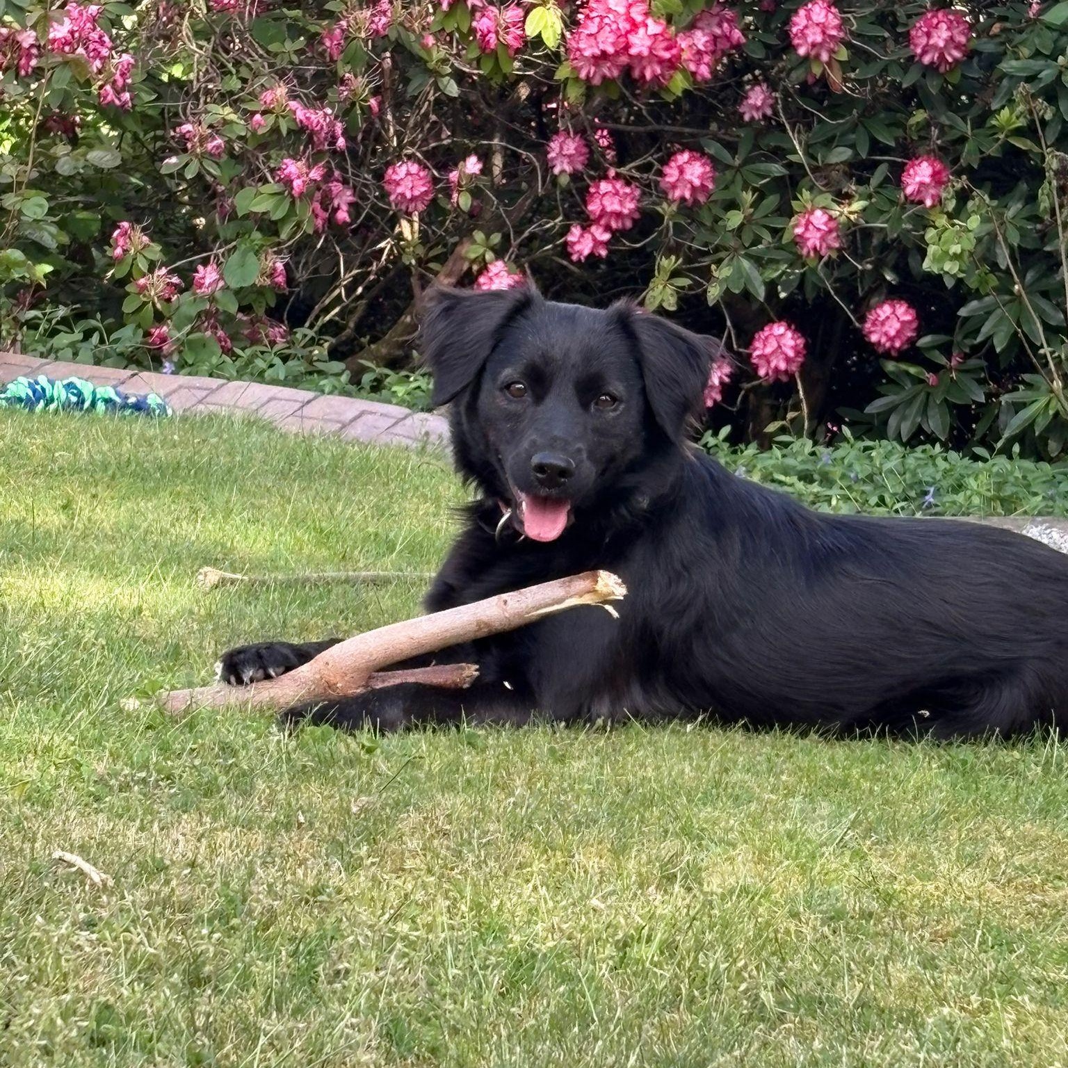 Dog for adoption - Matilda, a Labrador Retriever Mix in Coquitlam, BC | Petfinder