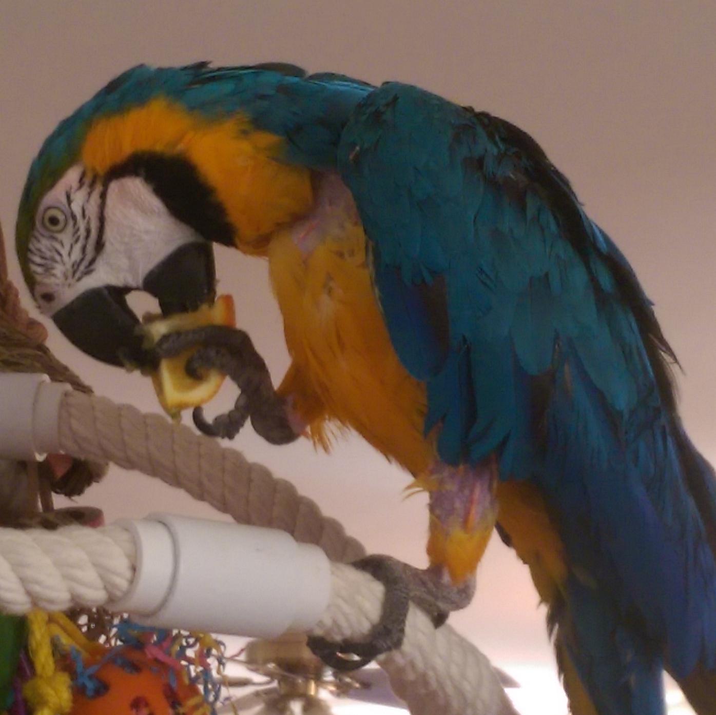 Parrot for adoption - Alex, a Macaw in Waldorf, MD | Petfinder