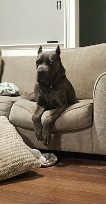 Dog for adoption - Laika, a Cane Corso in Rougemont, NC | Petfinder