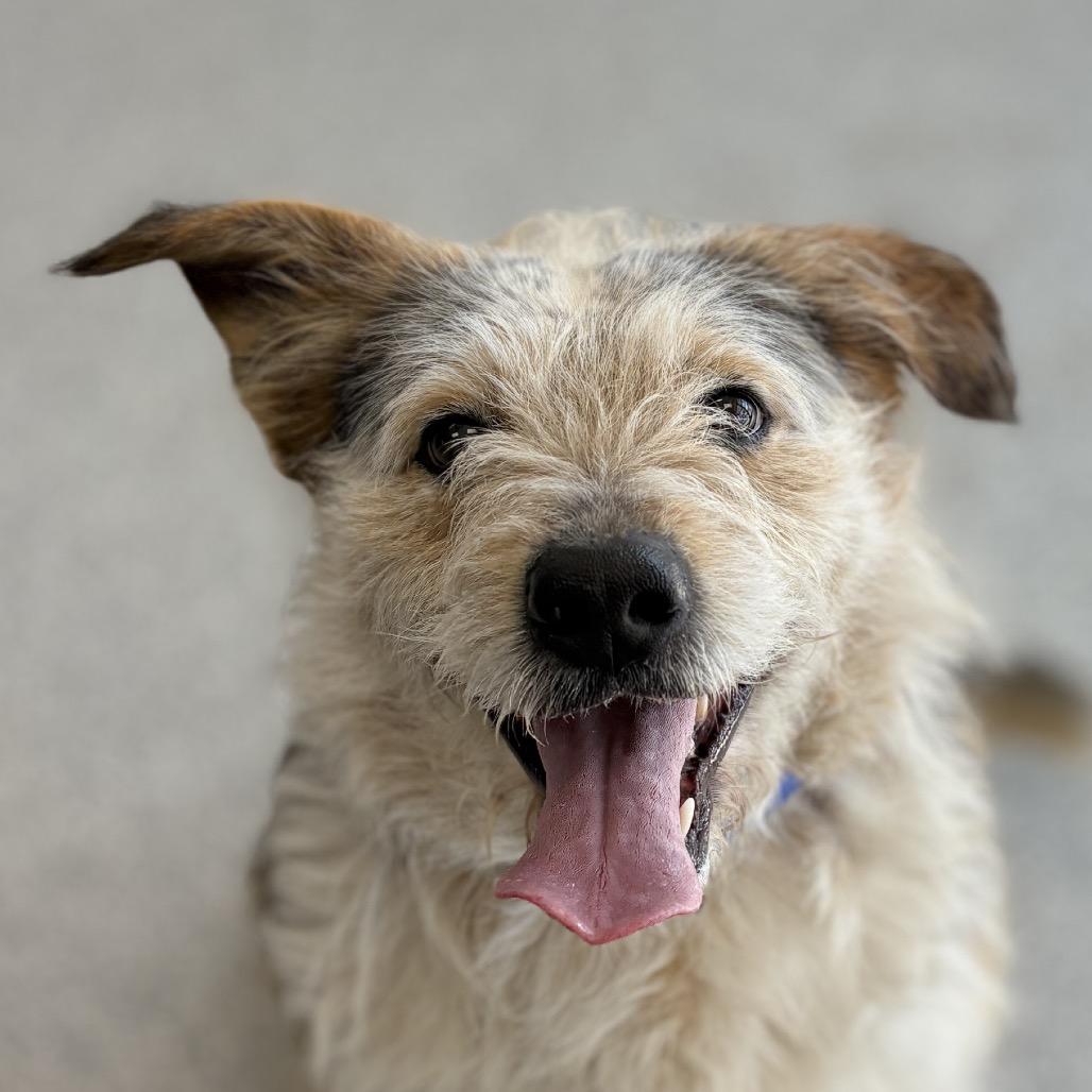 Dog for adoption - Bear, a Picardy Sheepdog Mix in Monticello, IA ...