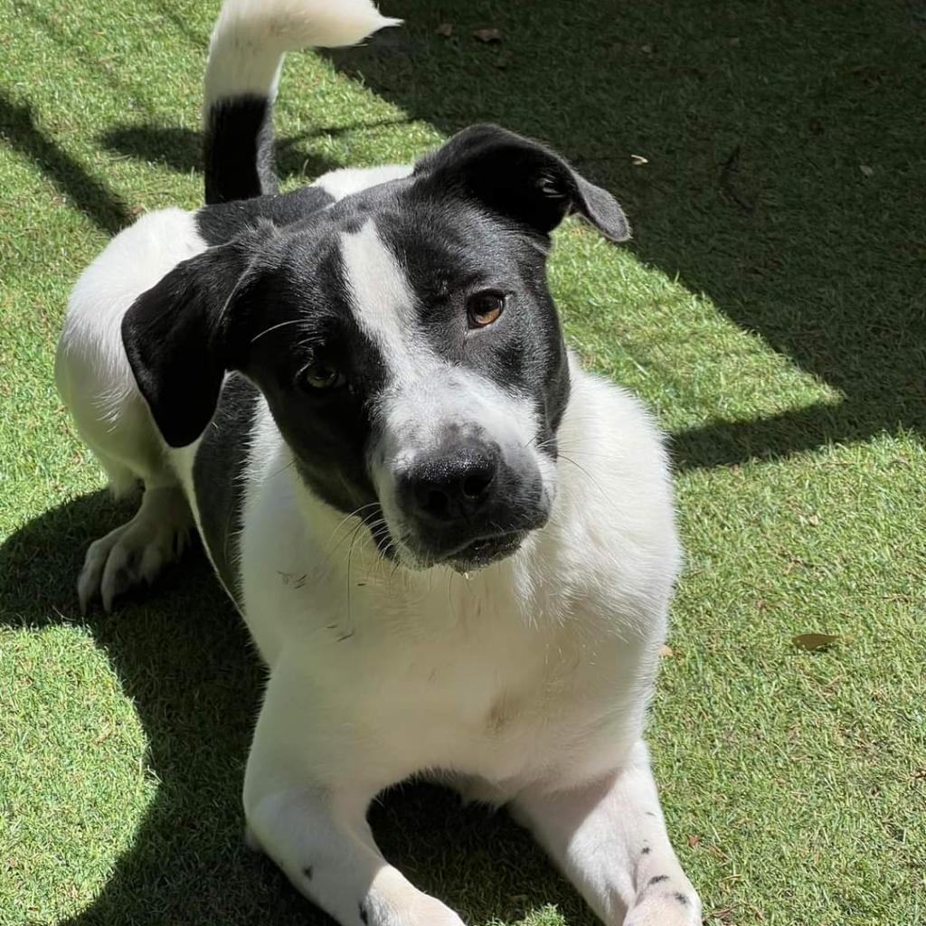 Dog for adoption - Aries JuM/DS, a Black Labrador Retriever Mix in ...