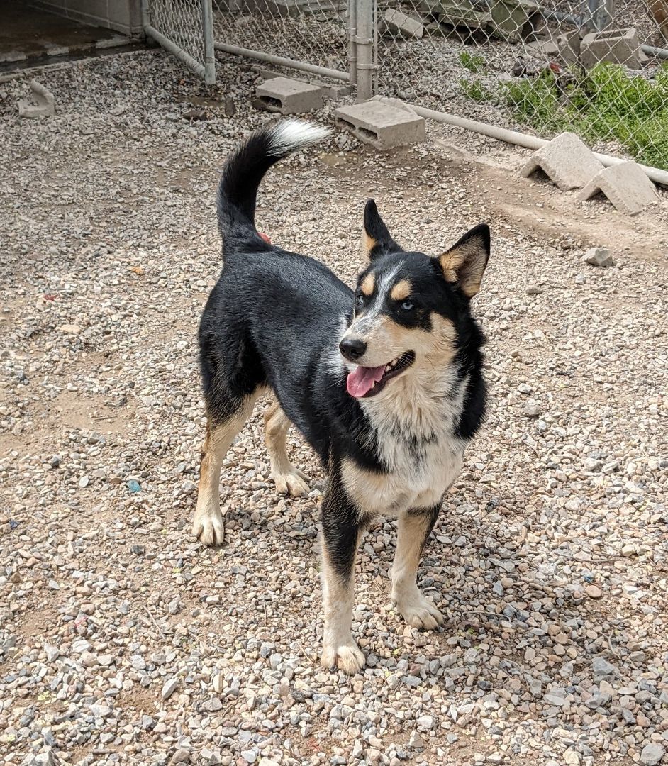 Adopt A Friend - Bella Vista Animal Shelter