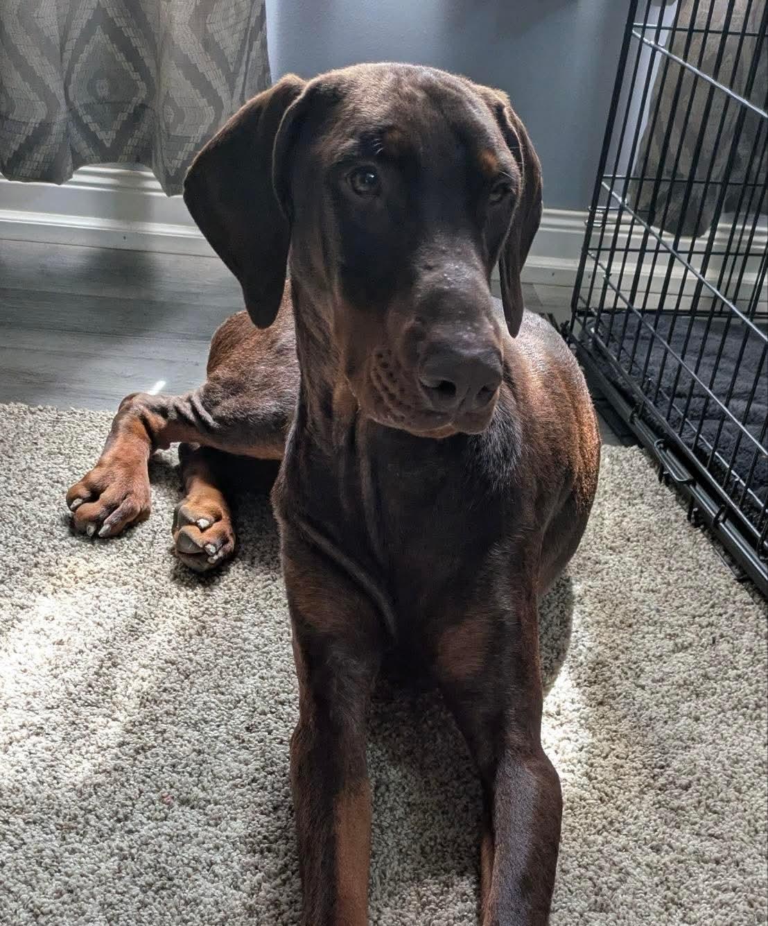 Dog for adoption - Hummer, a Doberman Pinscher in Columbus, OH | Petfinder