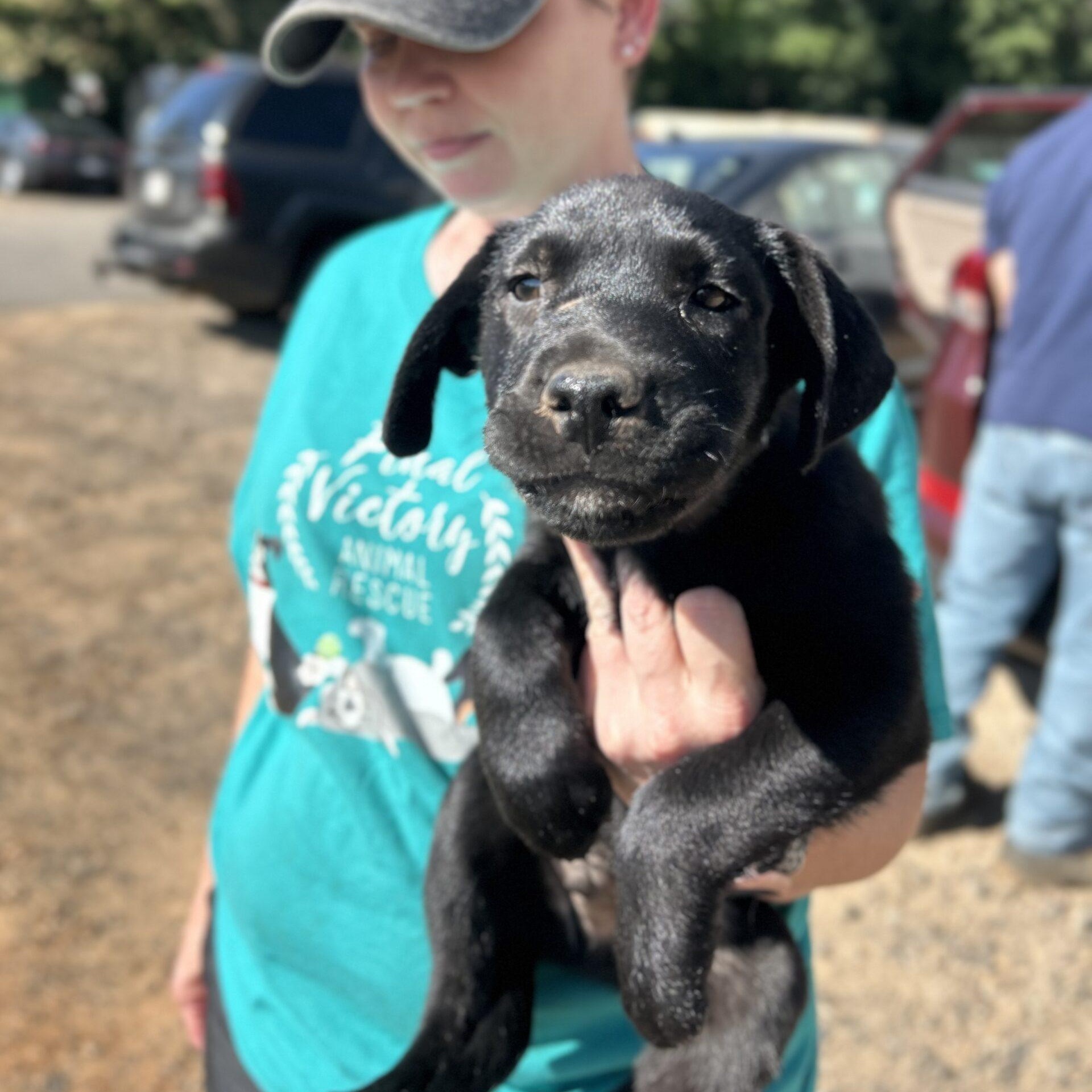 Dog for adoption - Marc Jacobs, a Labrador Retriever Mix in Pound, VA ...