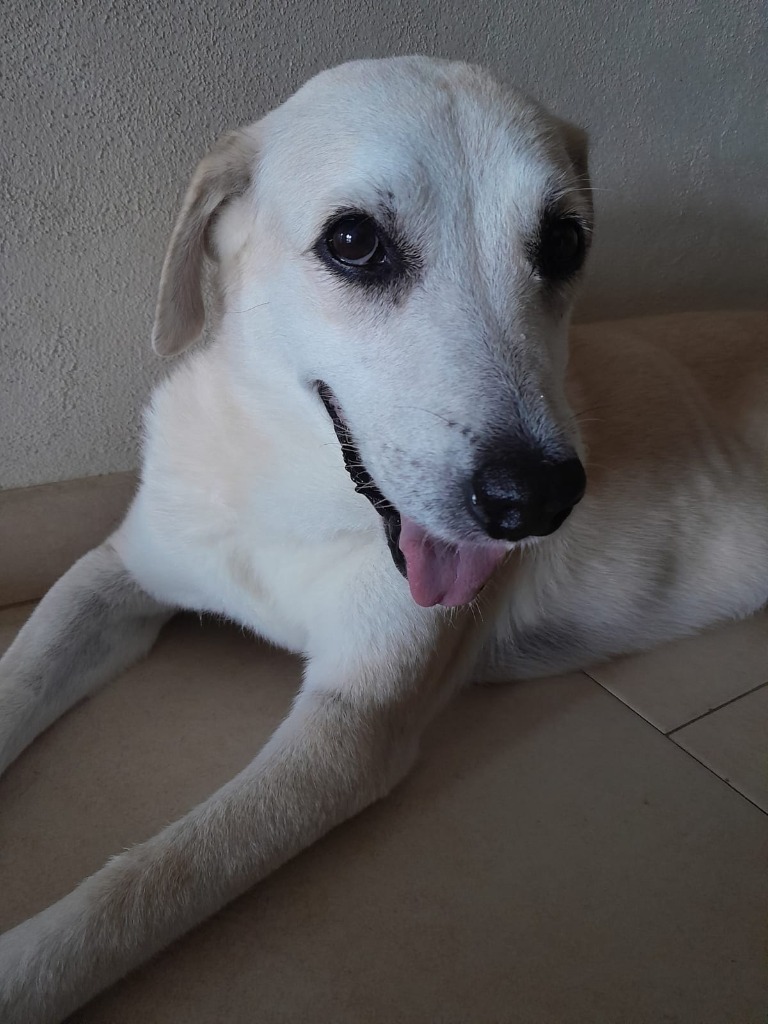 Dog for adoption - Bria, a Labrador Retriever in Calgary, AB | Petfinder