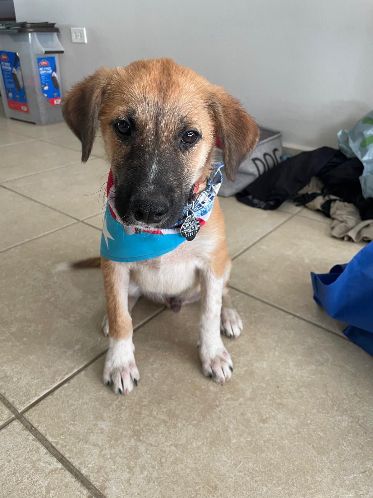 PHIL - calm & great with young kids! - Adoptable Pet | Petfinder ...