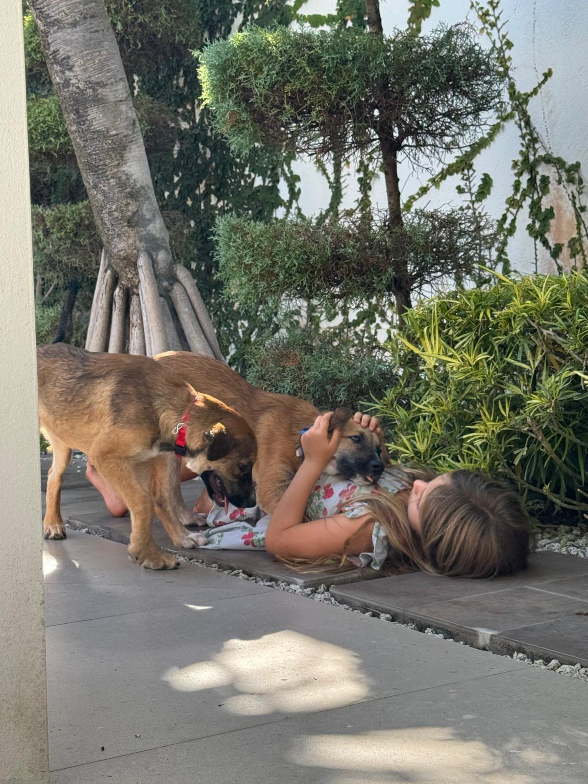 PHIL - calm & great with young kids! - Adoptable Pet | Petfinder ...