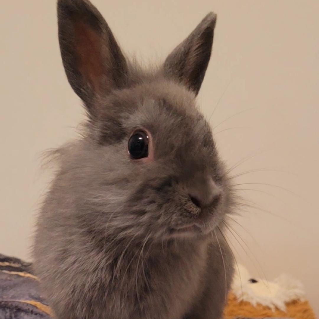 Rabbit for adoption - Dusty, a Bunny Rabbit in Cambridge, ON | Petfinder