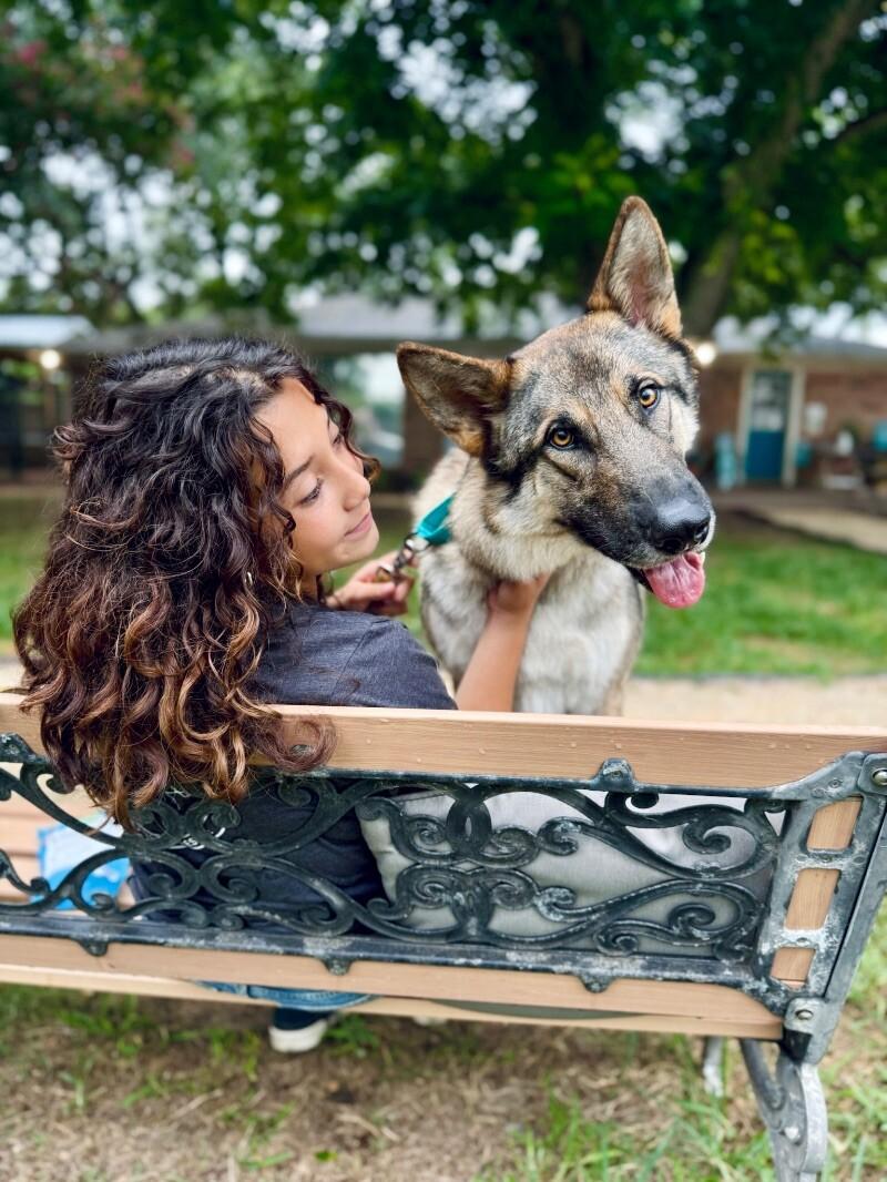 Dog for adoption - Woodrow Wallace the Wise and Wonderful Wolfie, a ...