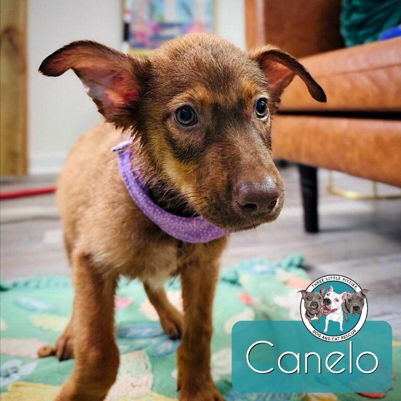 Dog for adoption - Canelo Channelview, an Australian Shepherd in ...