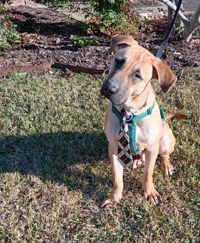 Dog for adoption - Scout, a Black Mouth Cur & Labrador Retriever Mix in ...