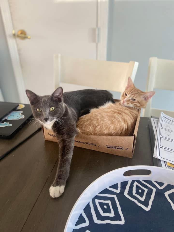 Cat for adoption - Declan & Quilo, an American Shorthair in Syosset, NY ...